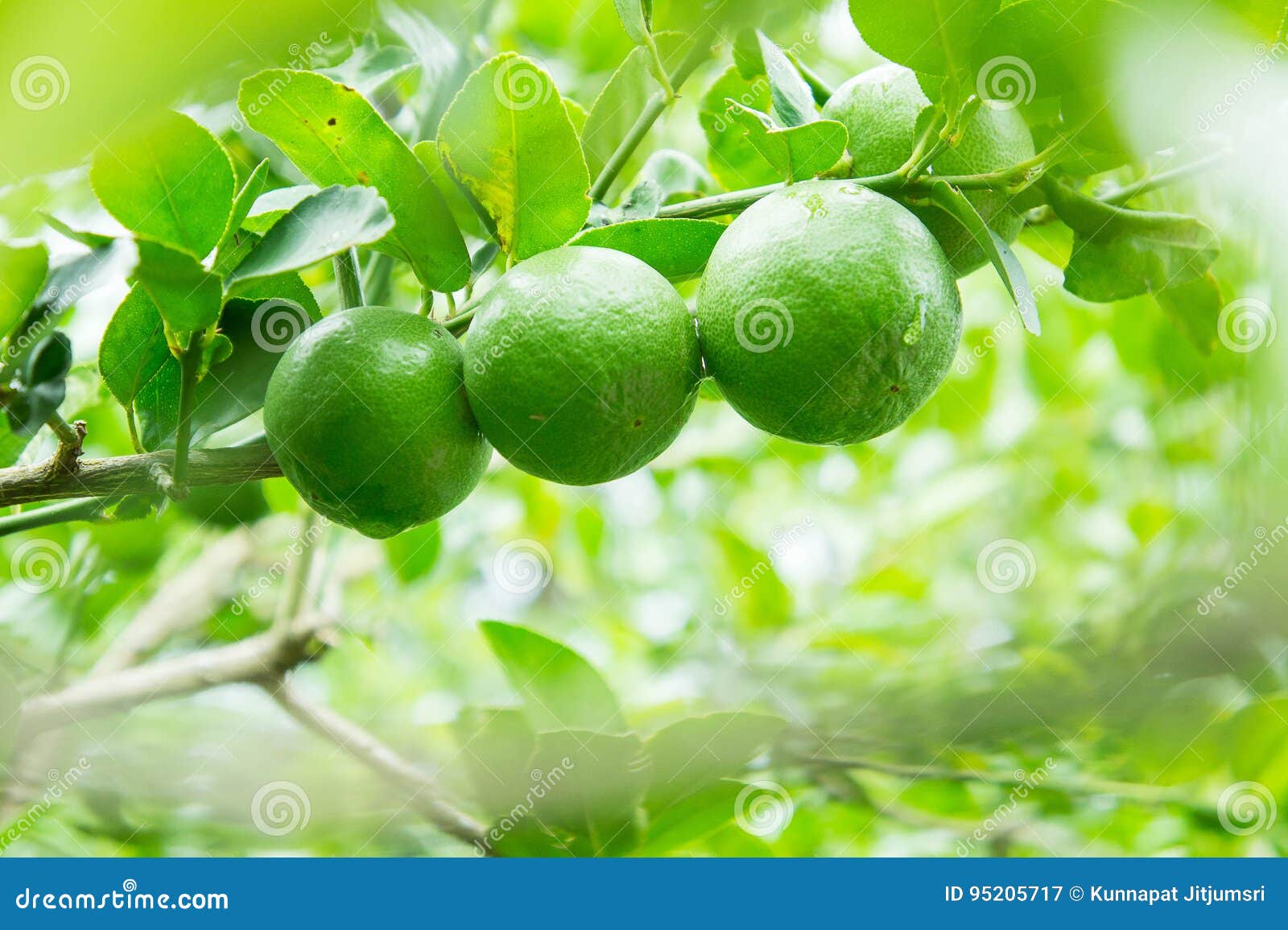 Lime tree in the farm stock image. Image of background - 95205717