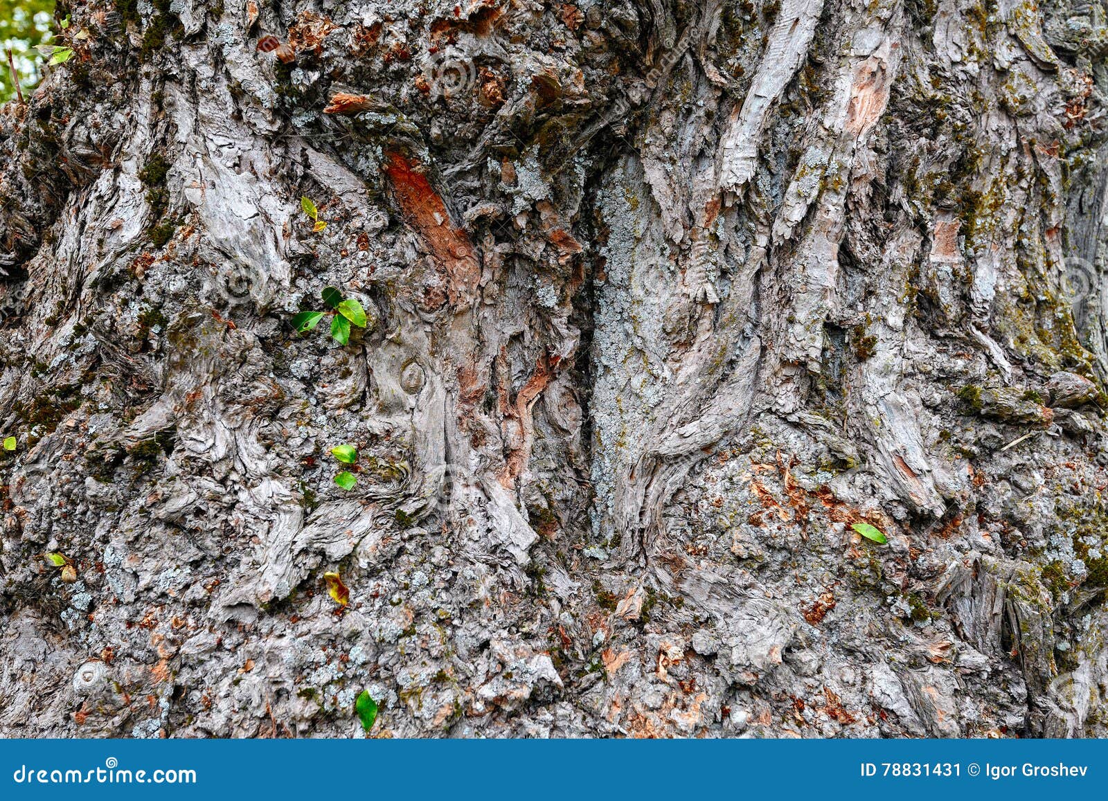 Lime tree foliage and bark stock image. Image of rugged - 78831431