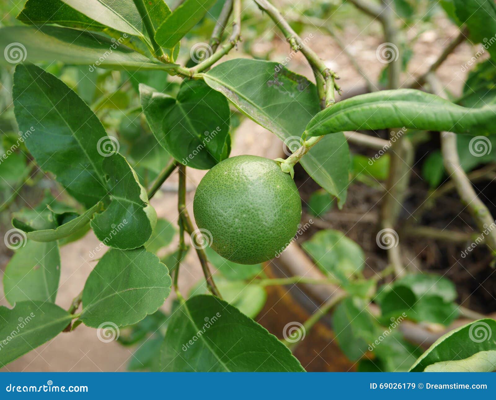 Lime tree stock image. Image of lime, lemon, sour, tree - 69026179