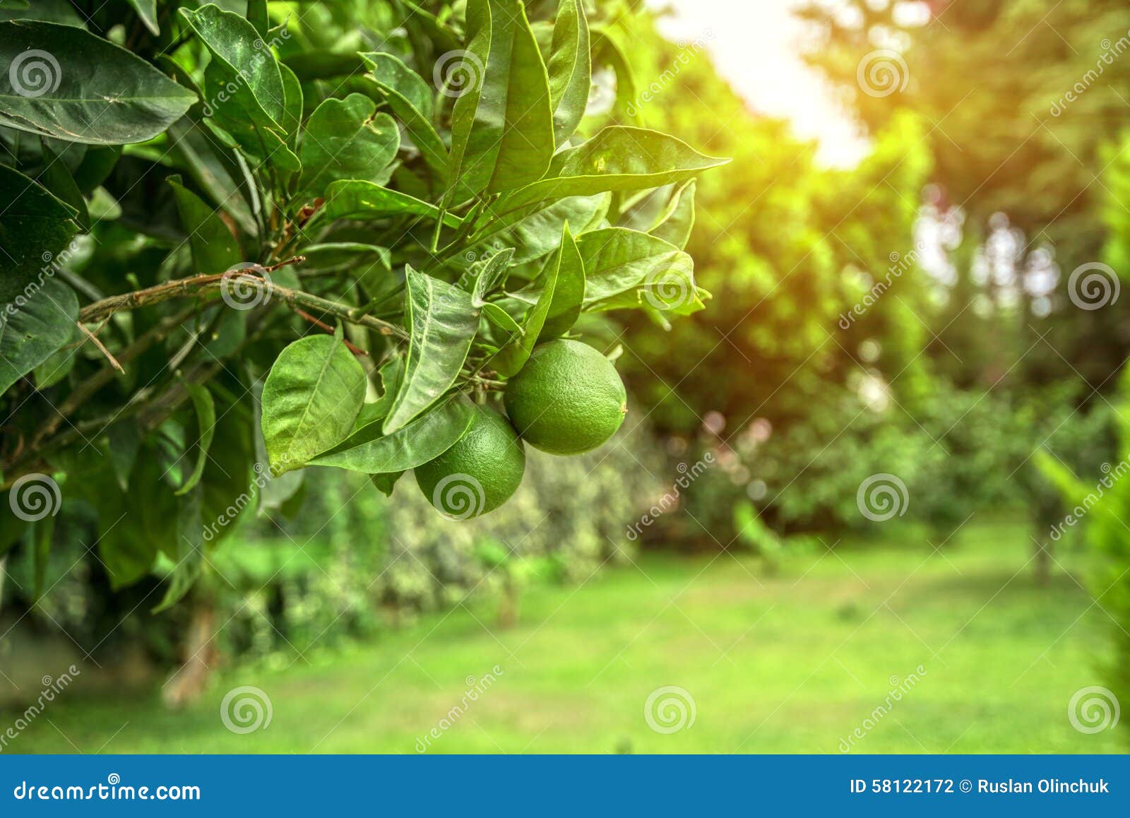 Lime tree stock photo. Image of closeup, healthy, green - 58122172