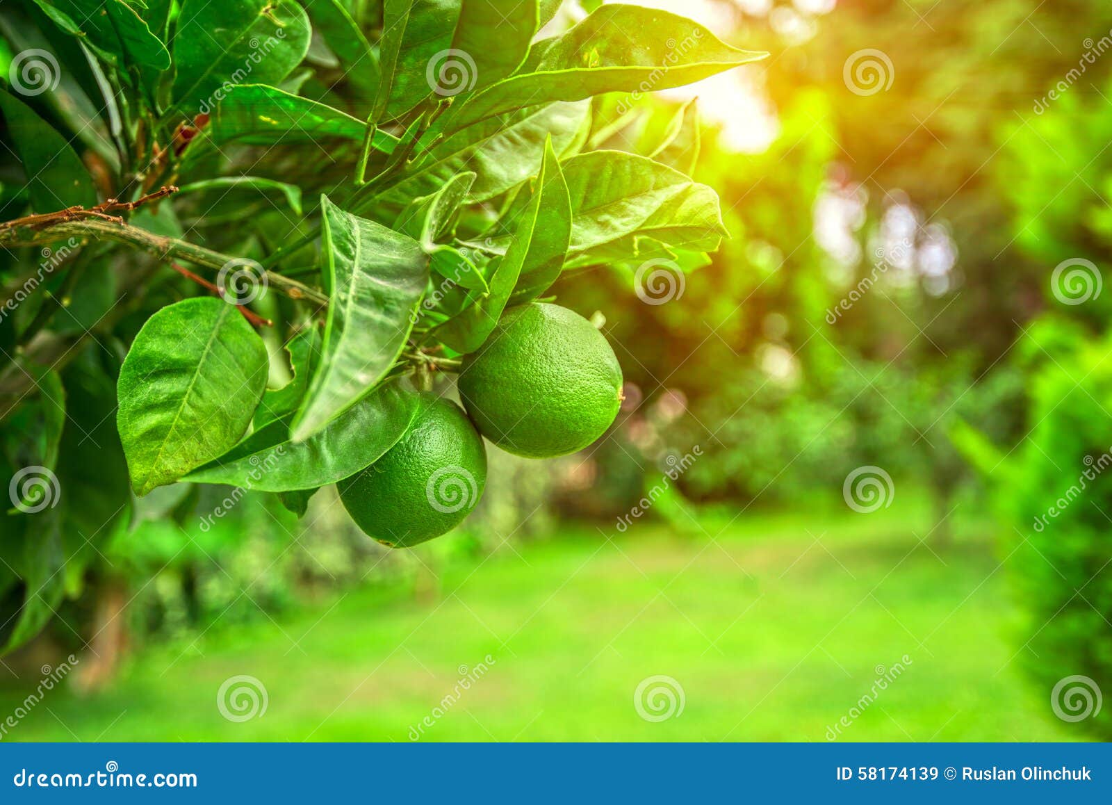 Lime On Tree Royalty-Free Stock Photography | CartoonDealer.com #16881053