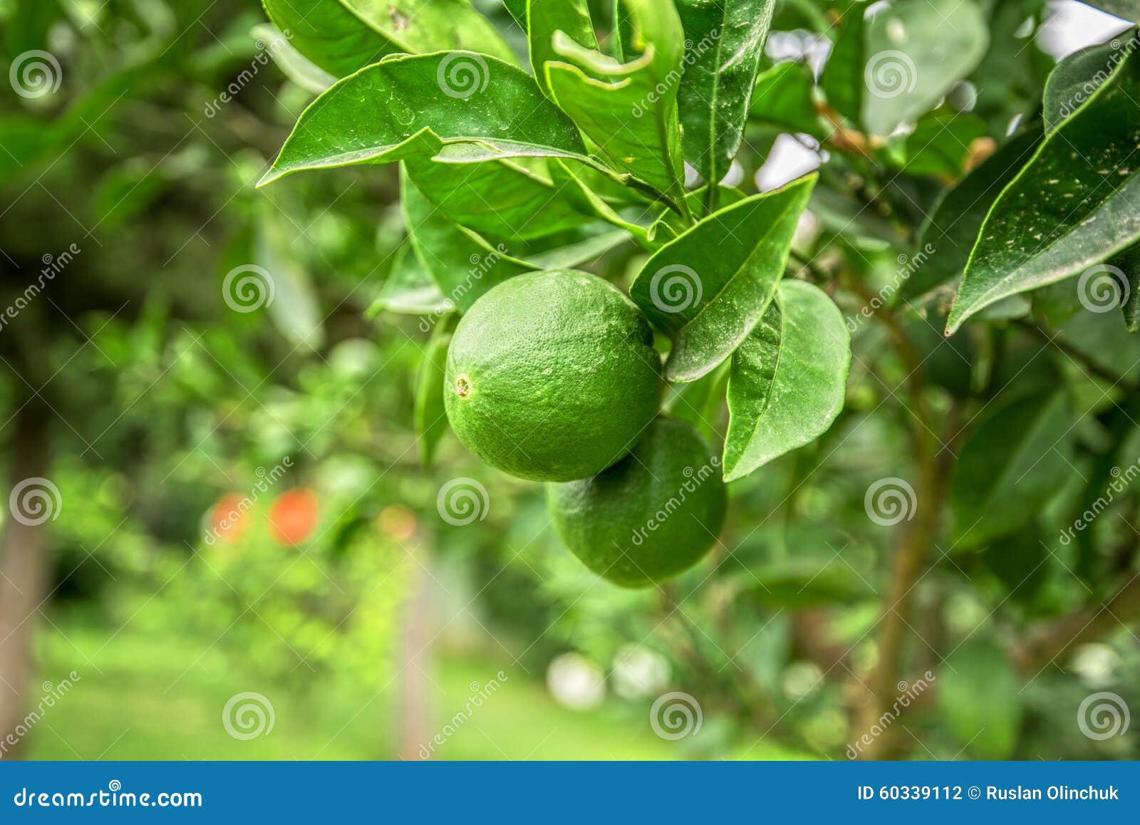 Lime tree stock photo. Image of garden, fruits, drink - 60339112