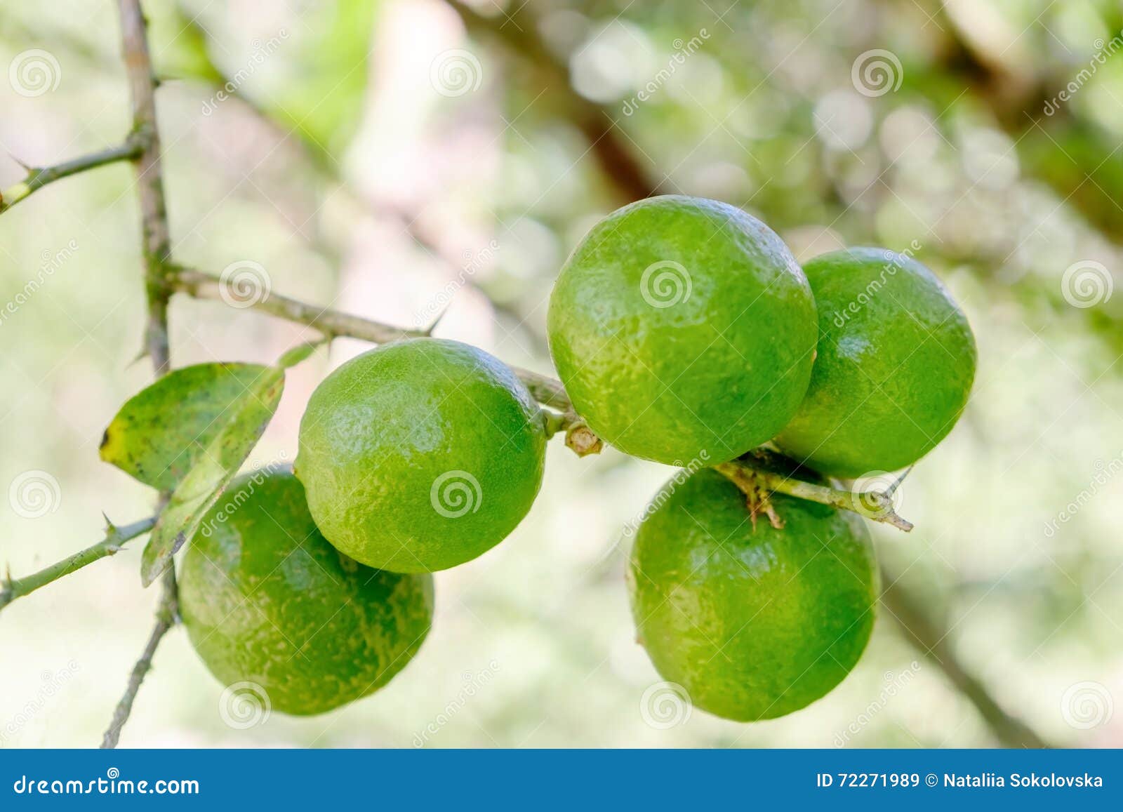 Lime Tree with Fruits, Closeup Stock Image - Image of healthy, bunch ...
