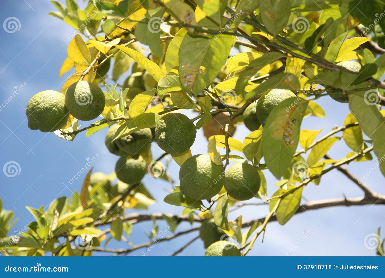 Lime tree stock photo. Image of leaf, food, fruits, nature - 32910718