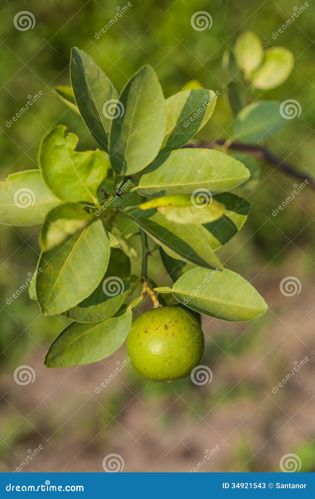 Lime on the tree stock image. Image of ingredient, fresh - 34921543
