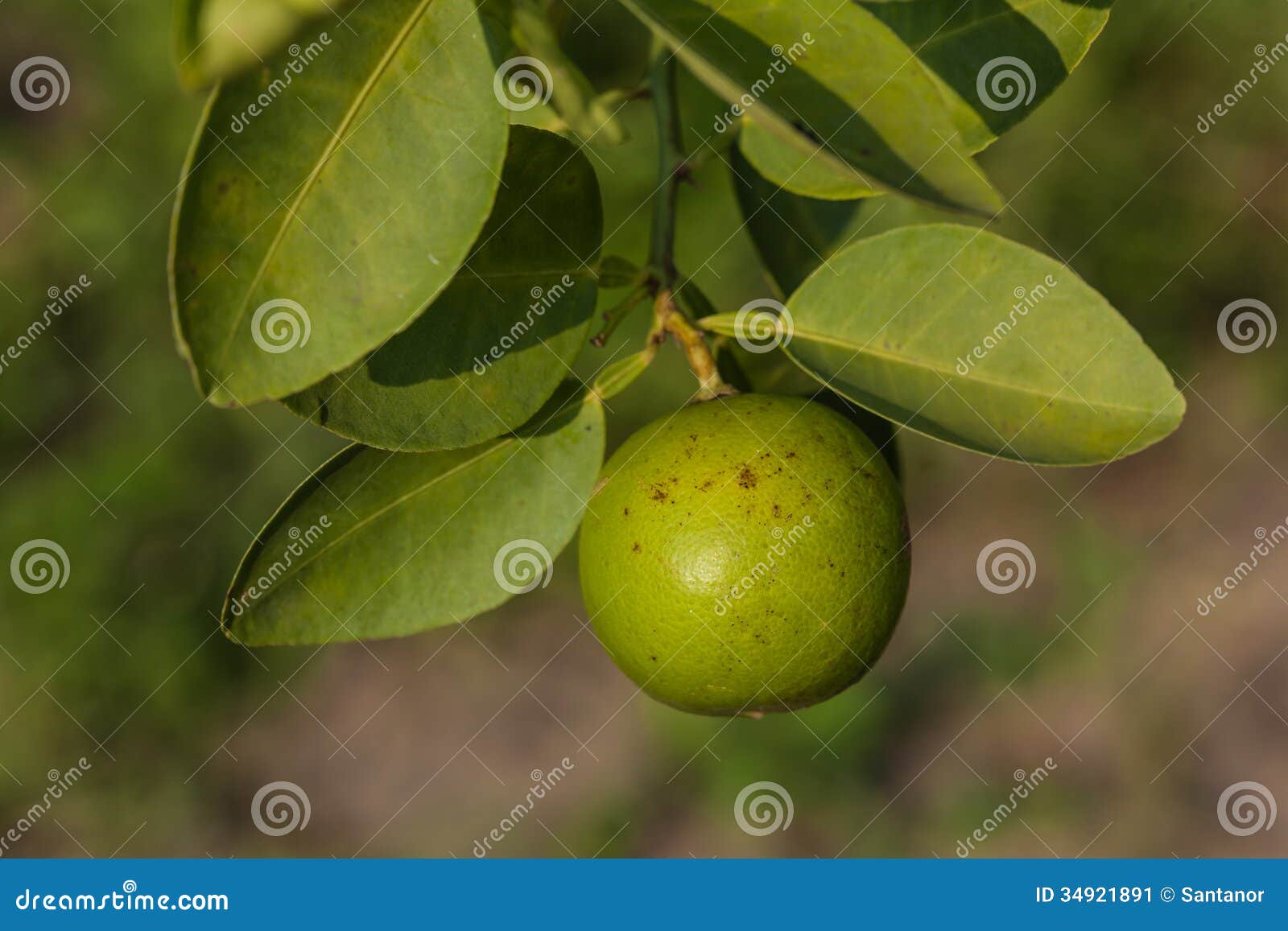 Lime on the tree stock image. Image of lime, crop, natural - 34921891