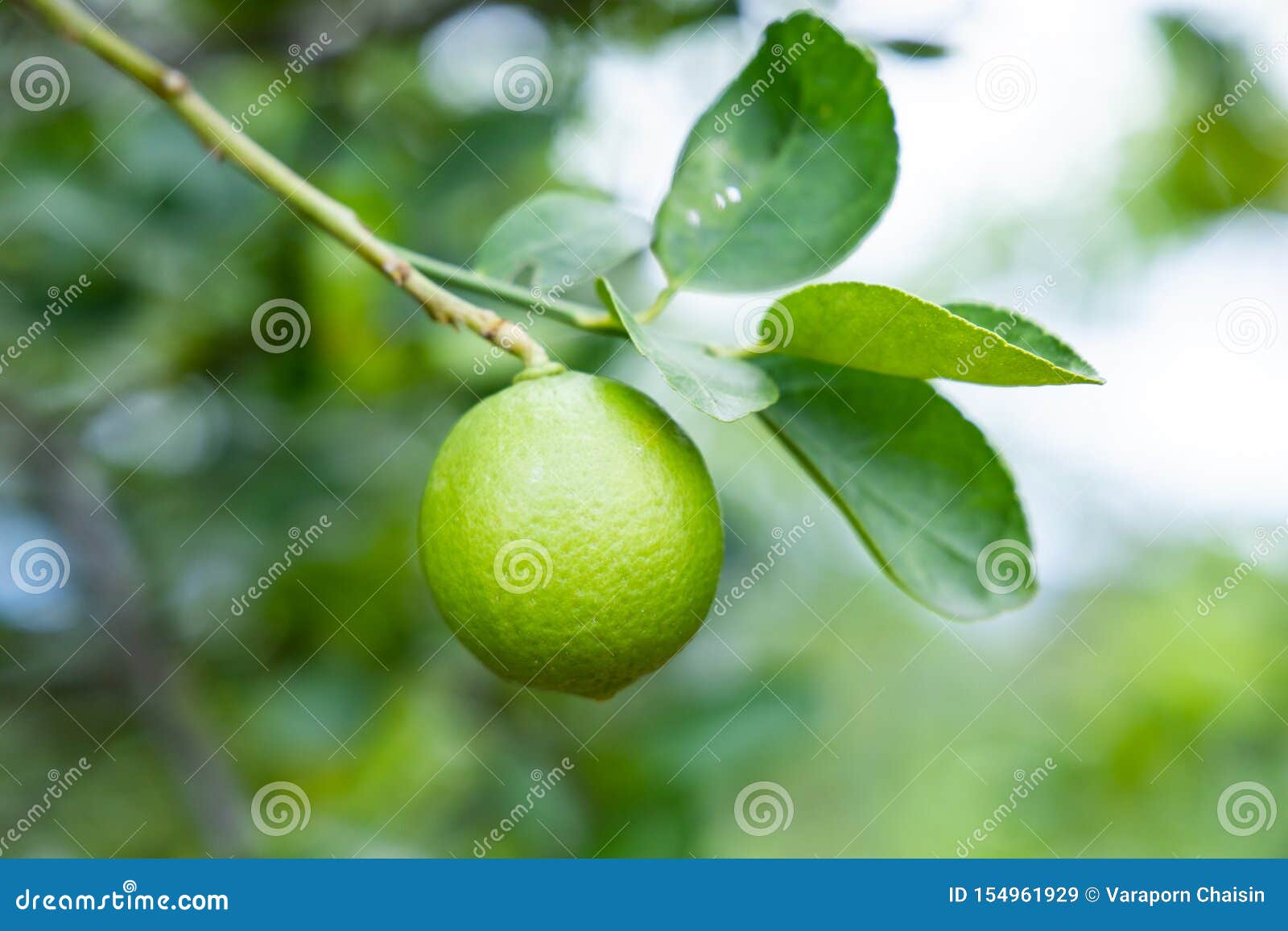 Lime on tree stock image. Image of hanging, citrus, ingredient - 154961929