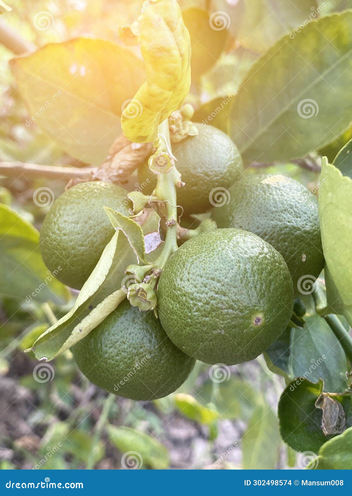 Lime Tree with Green Leaves Stock Photo - Image of nature, summer ...