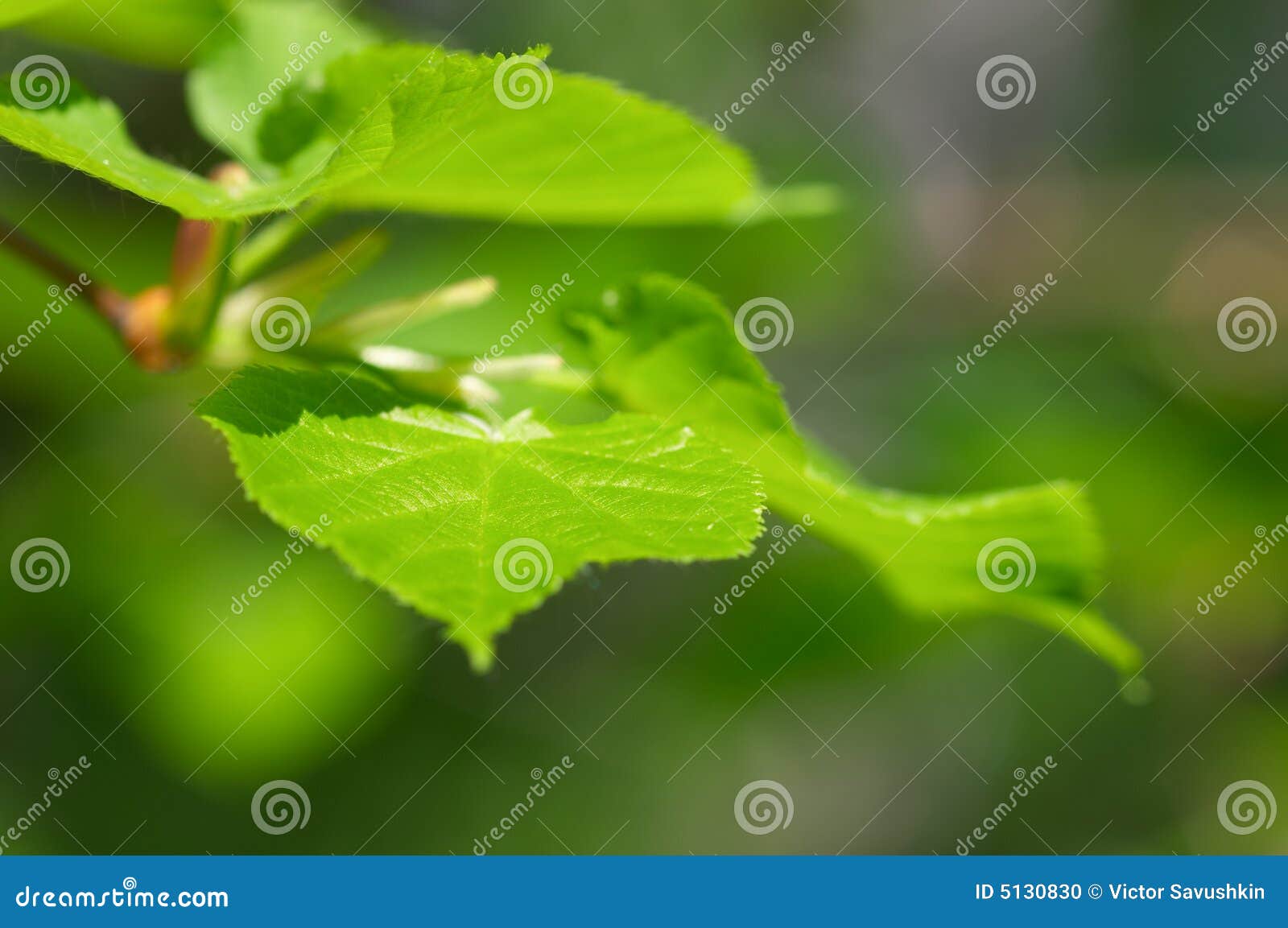 Lime tree green leaves stock photo. Image of green, decor - 5130830