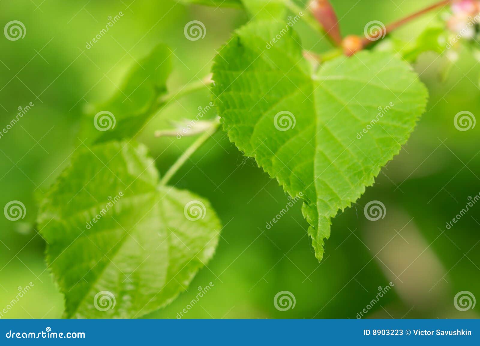 Lime tree green leaves stock image. Image of basswood - 8903223