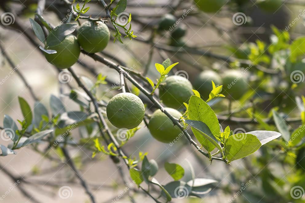 Lime tree with green limes stock photo. Image of background - 210011162