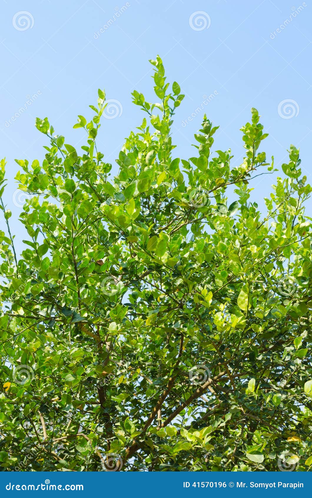 Lime tree stock photo. Image of stalk, organic, plantation - 41570196