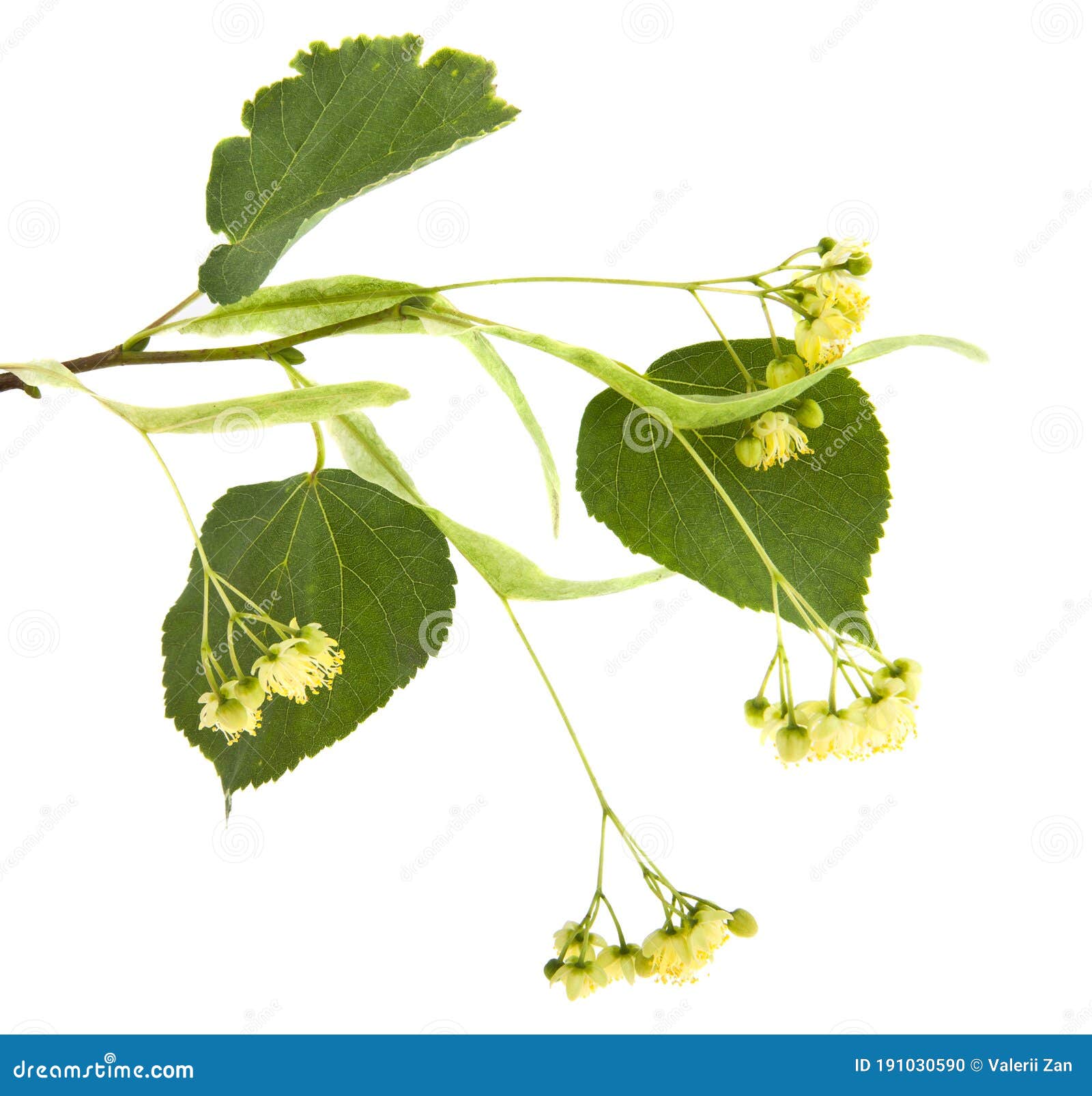 Lime Tree Isolated on White Background Stock Photo - Image of isolated ...