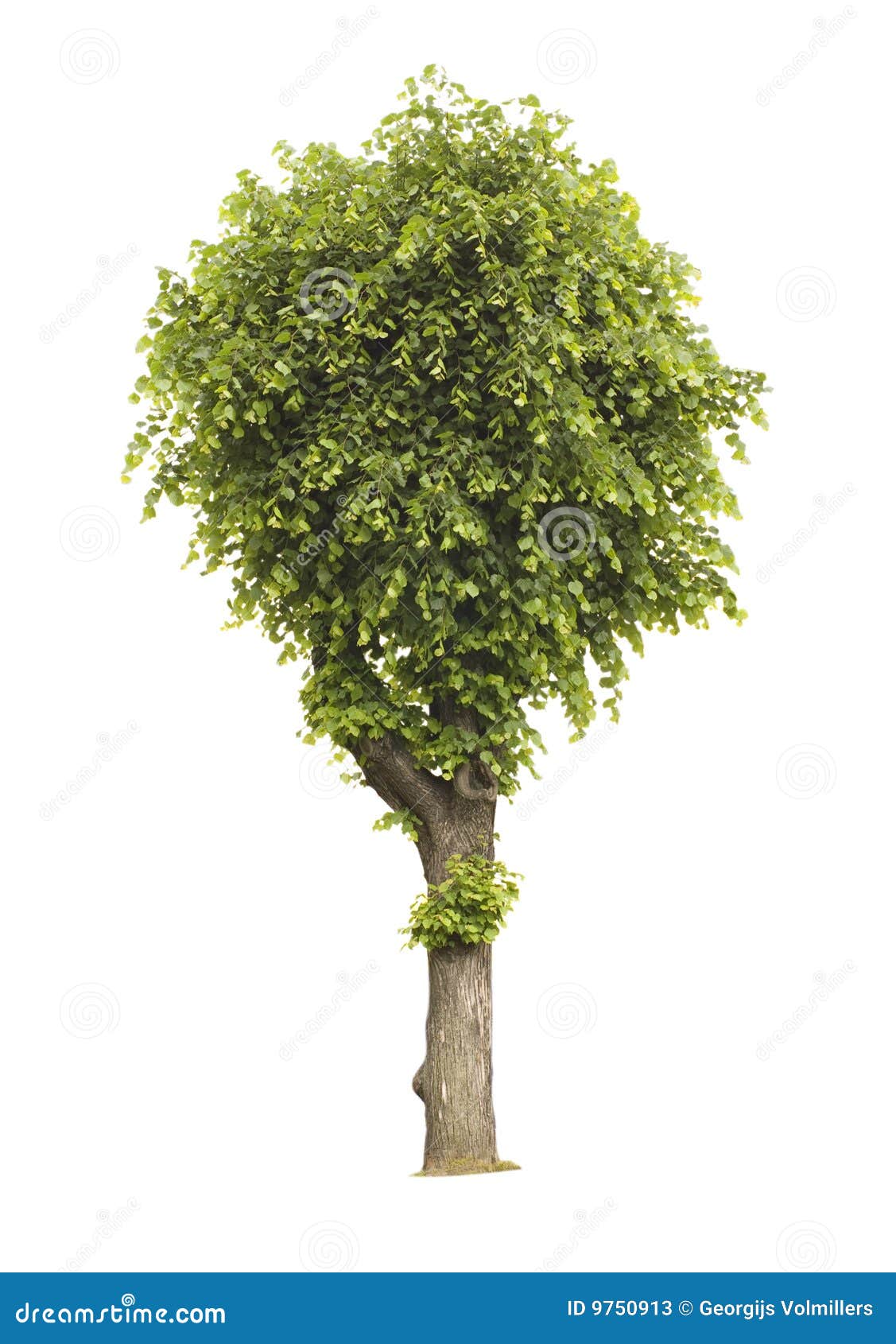 Lime At The Tree Royalty-Free Stock Photo | CartoonDealer.com #25661313