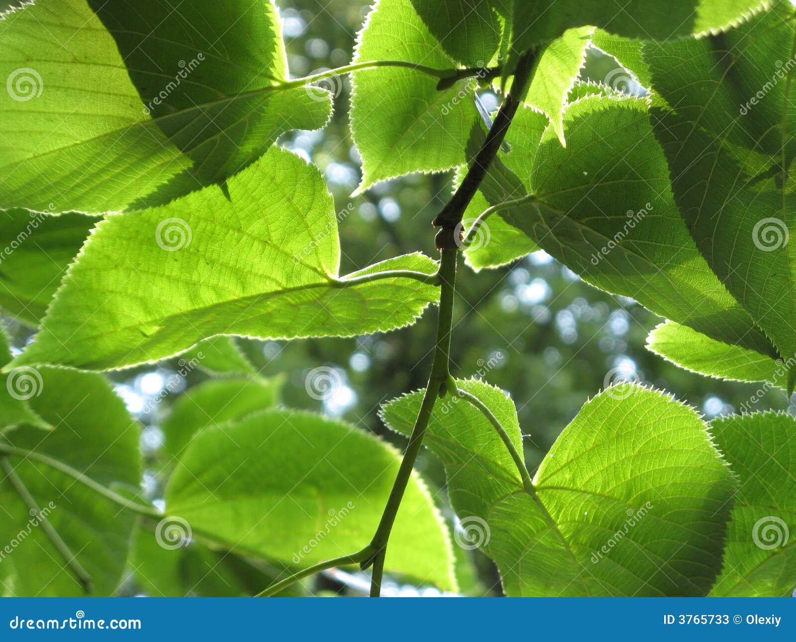 Lime-tree leaves stock image. Image of fall, plant, lime - 3765733