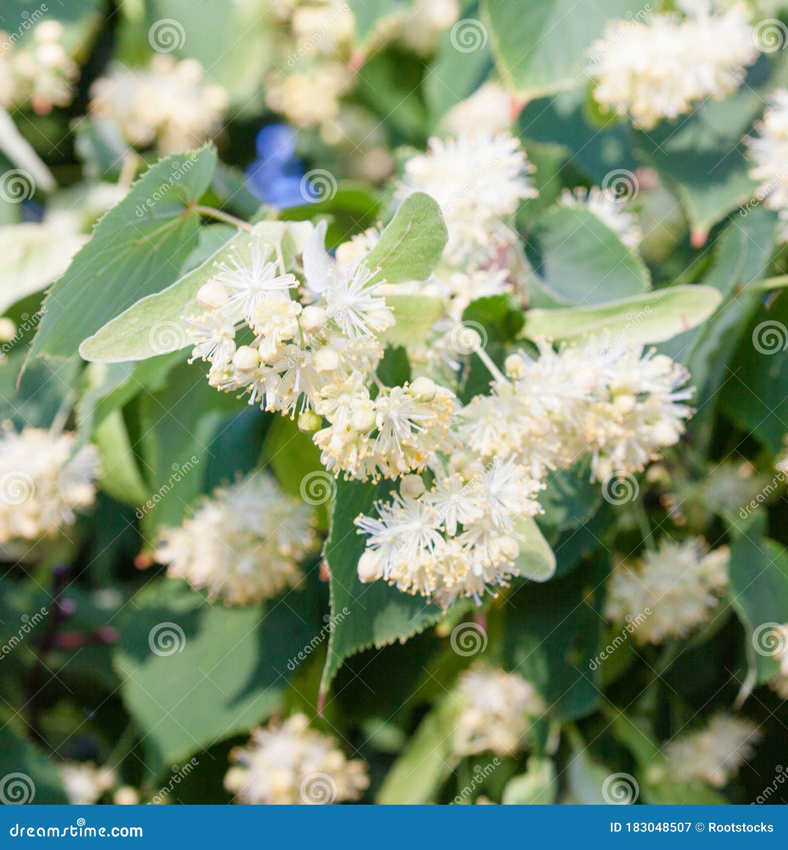 Lime tree linden blossom stock image. Image of leaves - 183048507