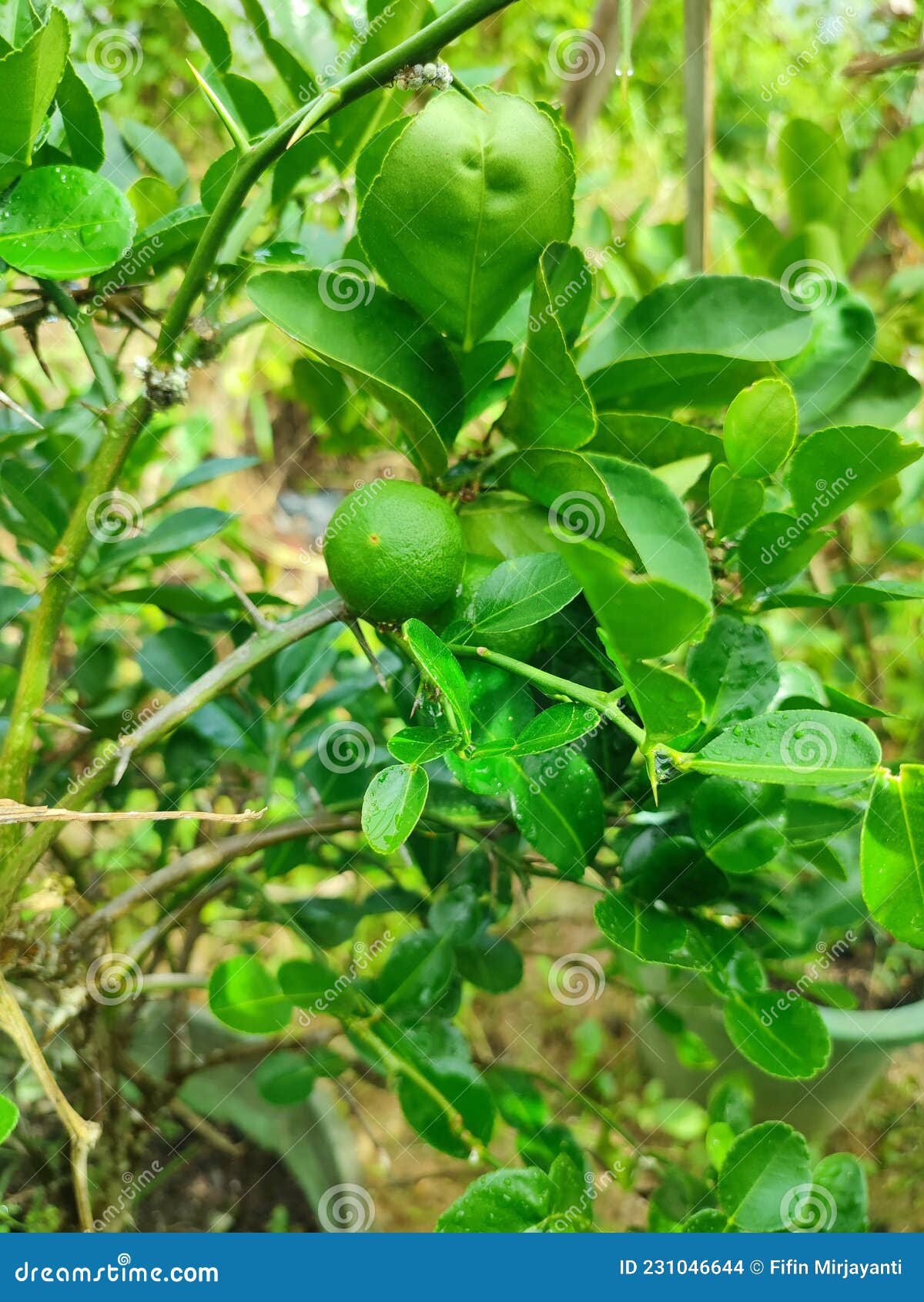 Lime Tree in the Nature for Your Background Stock Photo - Image of ...