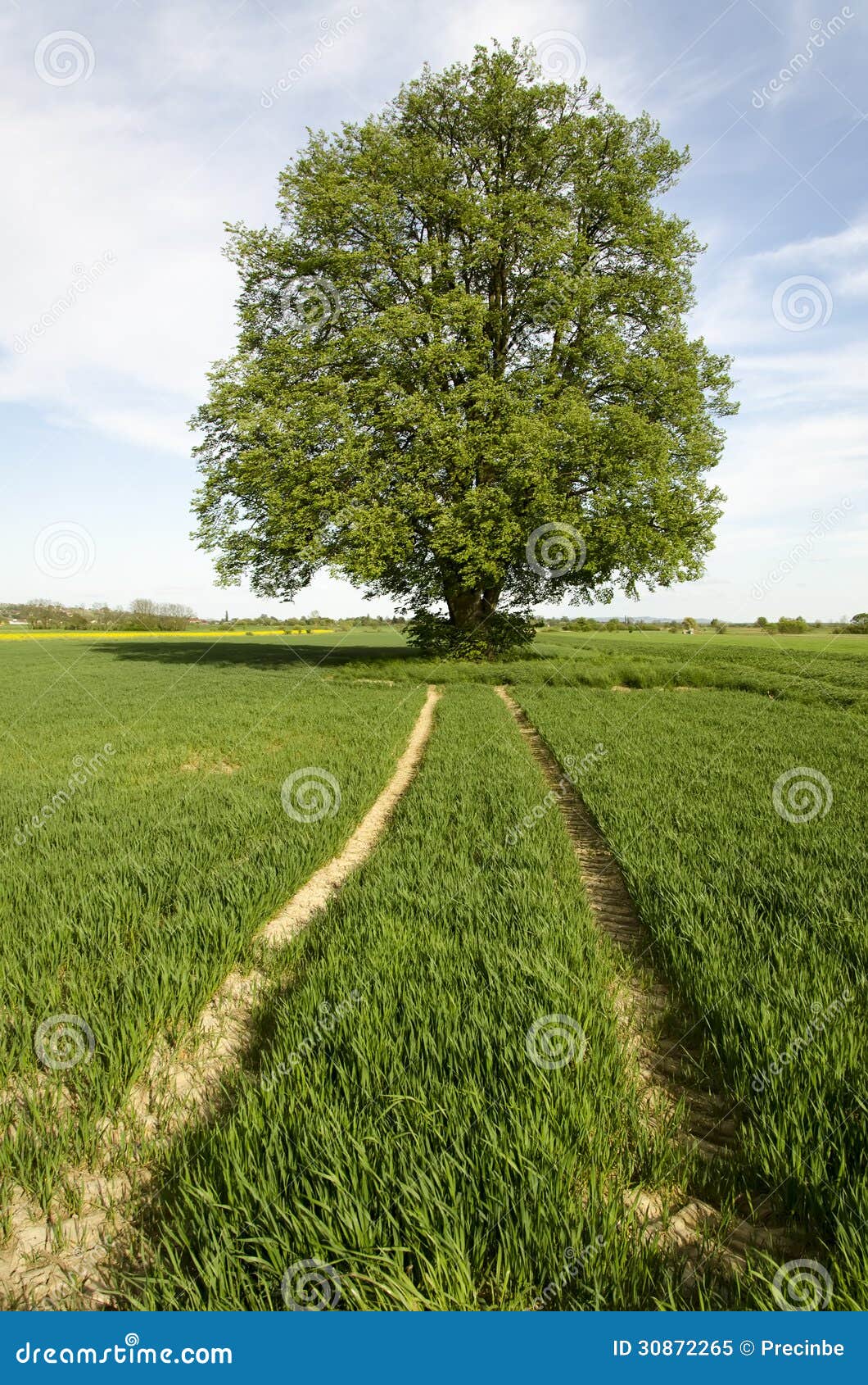 Lime tree stock image. Image of clouds, nature, green - 30872265