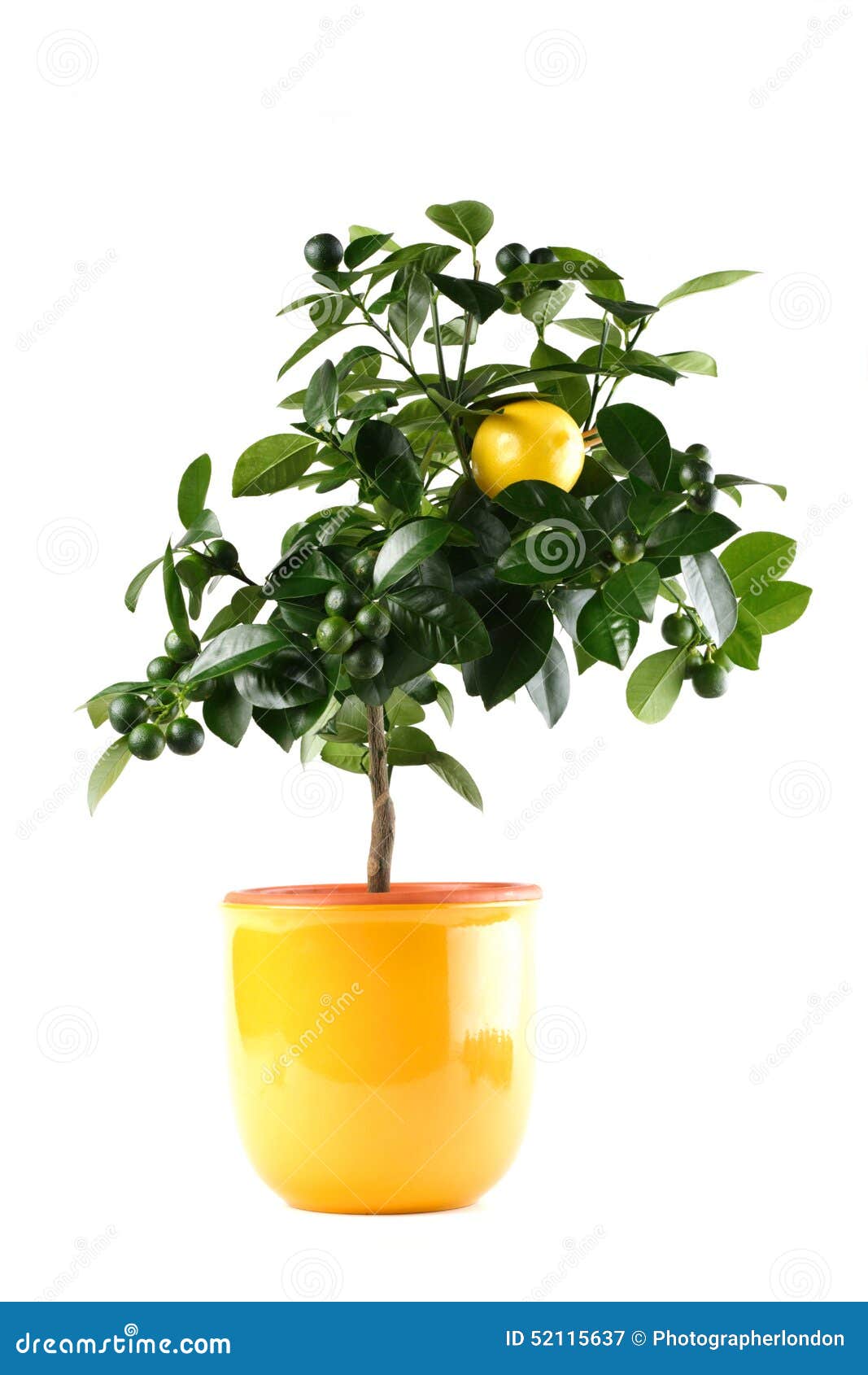 Lime Tree in Pot - White Background Stock Image - Image of healthy ...