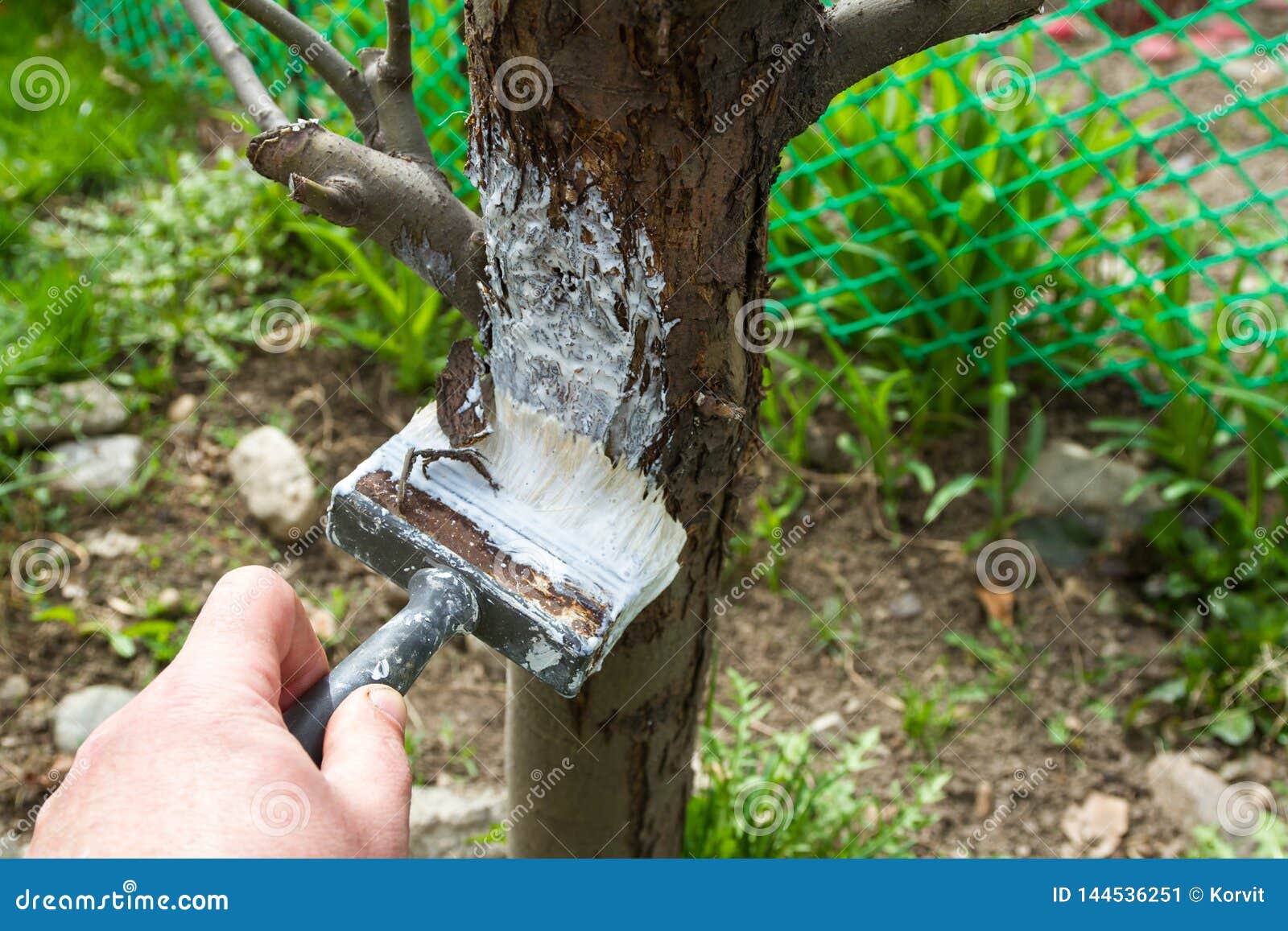 Lime Tree Processing in Spring Stock Image - Image of gardening, grow ...