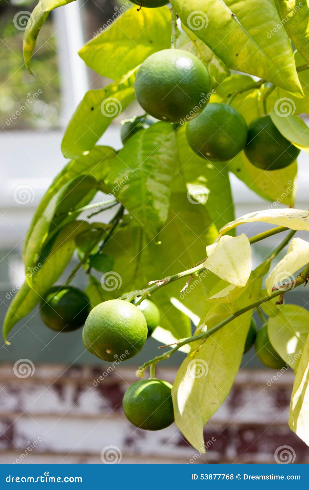 Lime Tree stock photo. Image of tree, nursery, fruitful - 53877768
