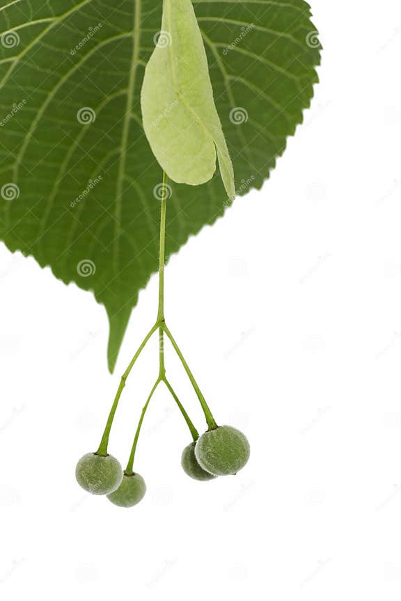 Lime tree seeds on white stock photo. Image of background - 25521058
