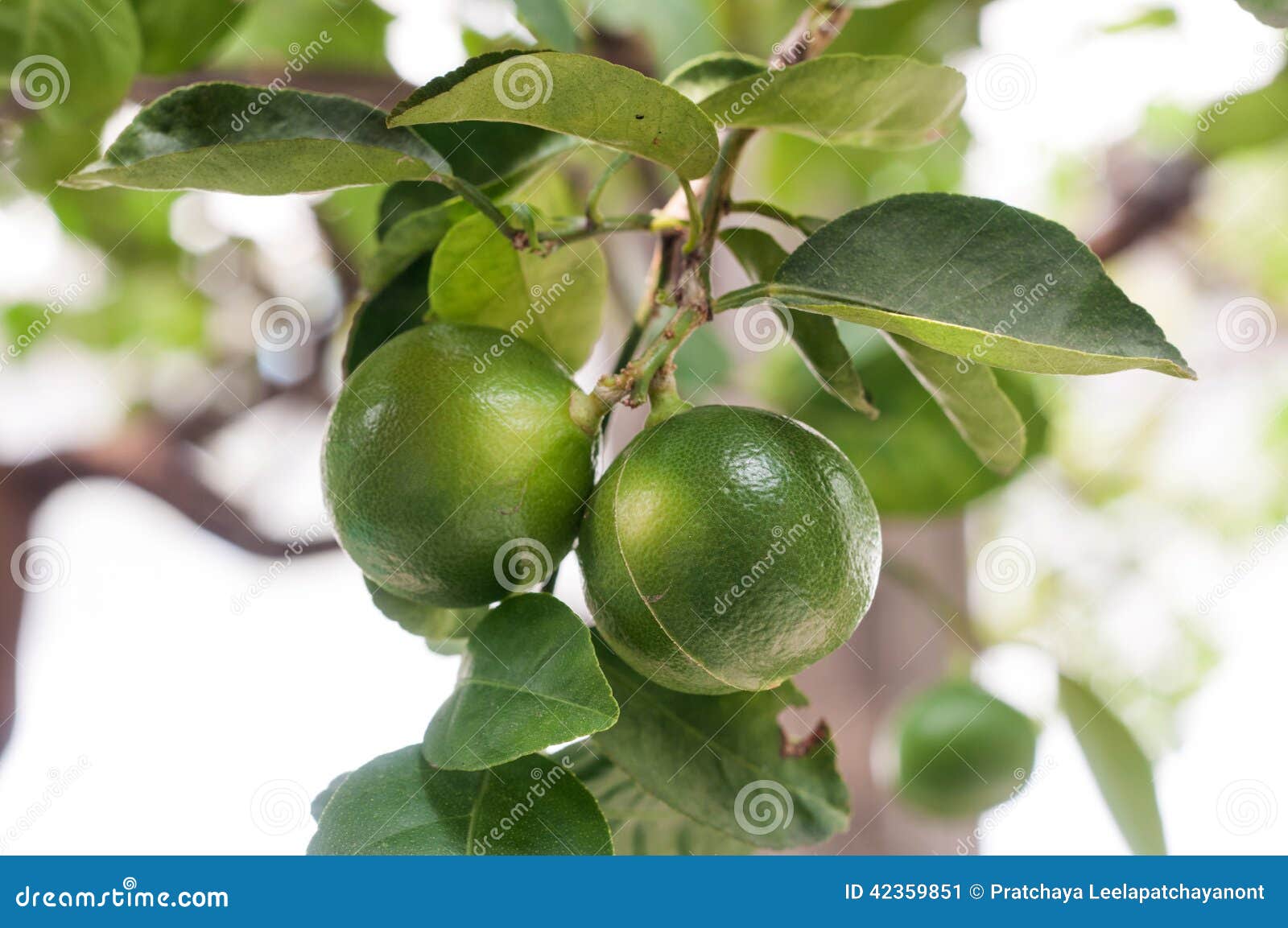 Lime on tree stock image. Image of branch, crop, small - 42359851