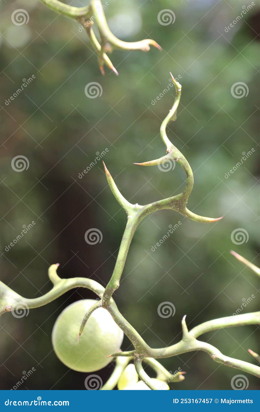 Lime tree thorns stock image. Image of green, citrus - 253167457