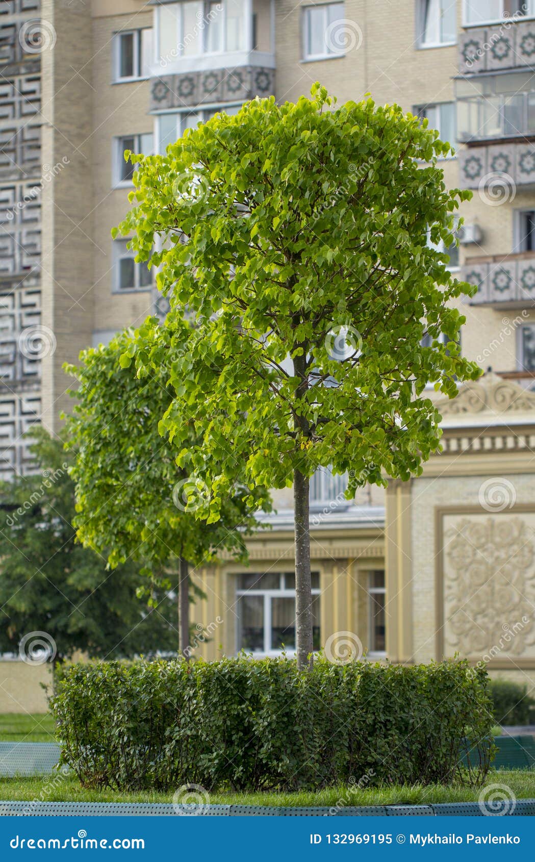 Lime Tree, Tree. As an Element of the Composition of Landscape Design ...