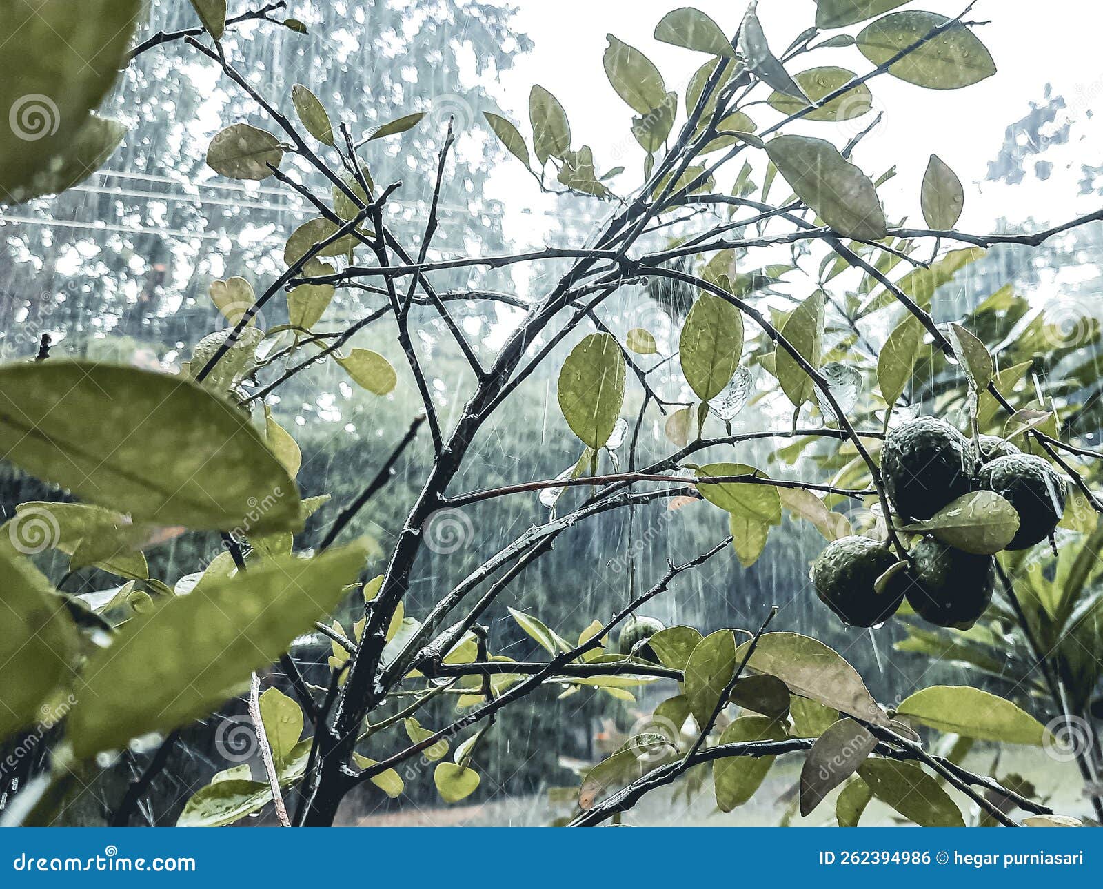 Lime tree under the rain stock photo. Image of bird - 262394986