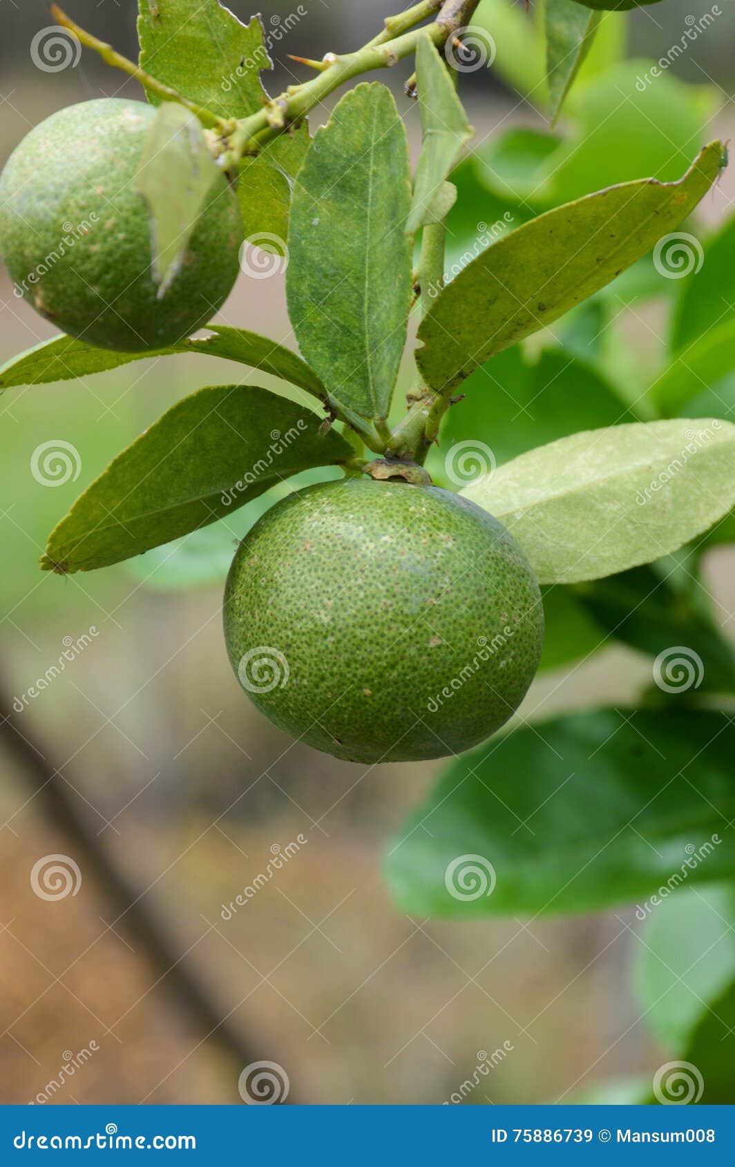 Lime Tree in Vegetable Garden Stock Image - Image of citrus, growth ...