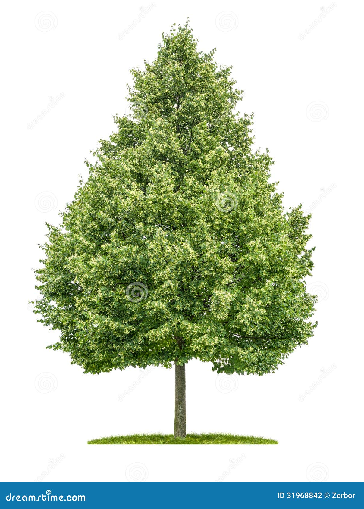 Lime tree stock photo. Image of crown, botanical, branch - 31968842