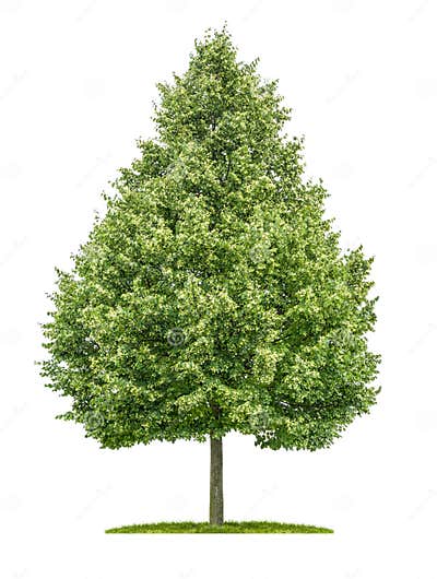 Lime tree stock photo. Image of crown, botanical, branch - 31968842