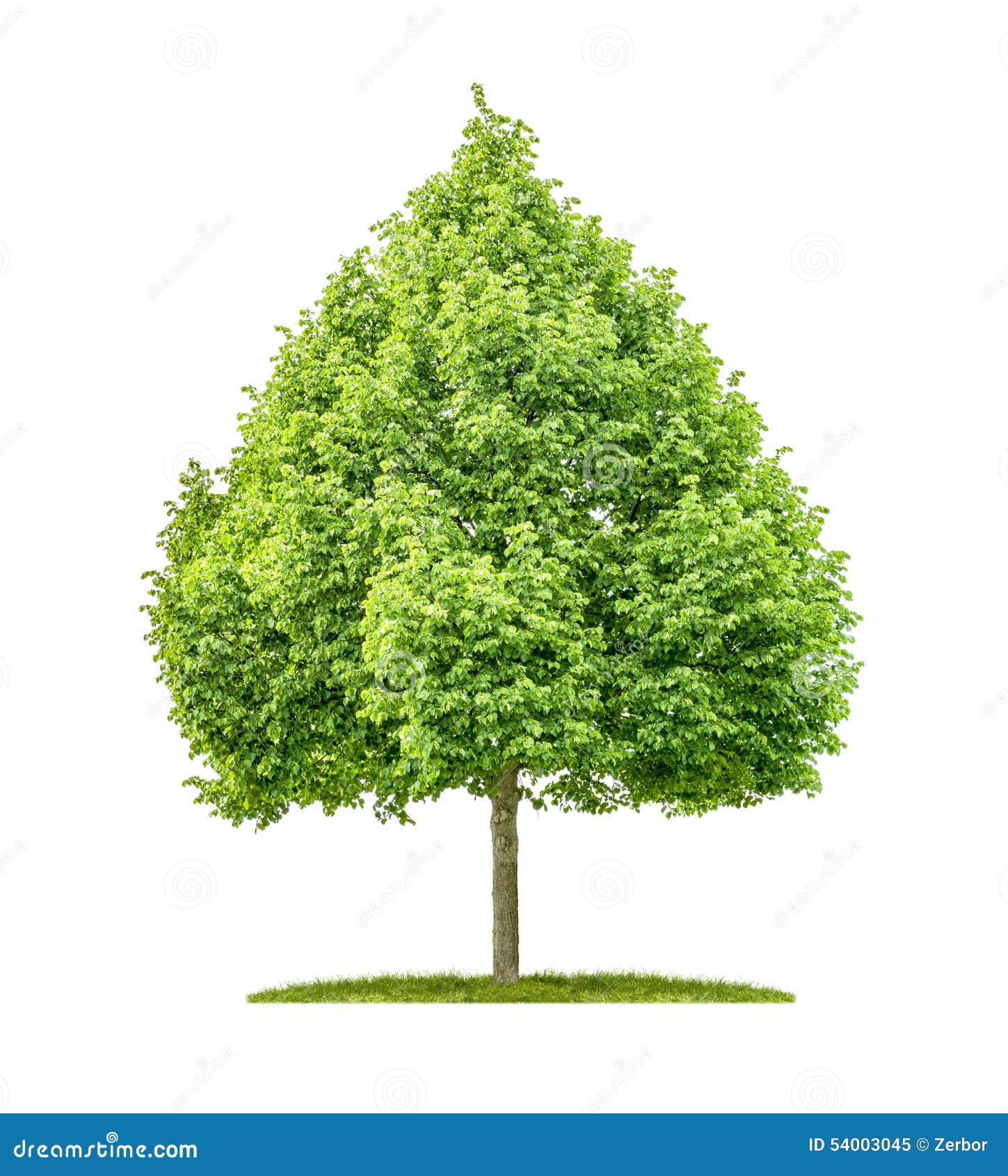 Lime Tree on a White Background Stock Image - Image of cutout ...