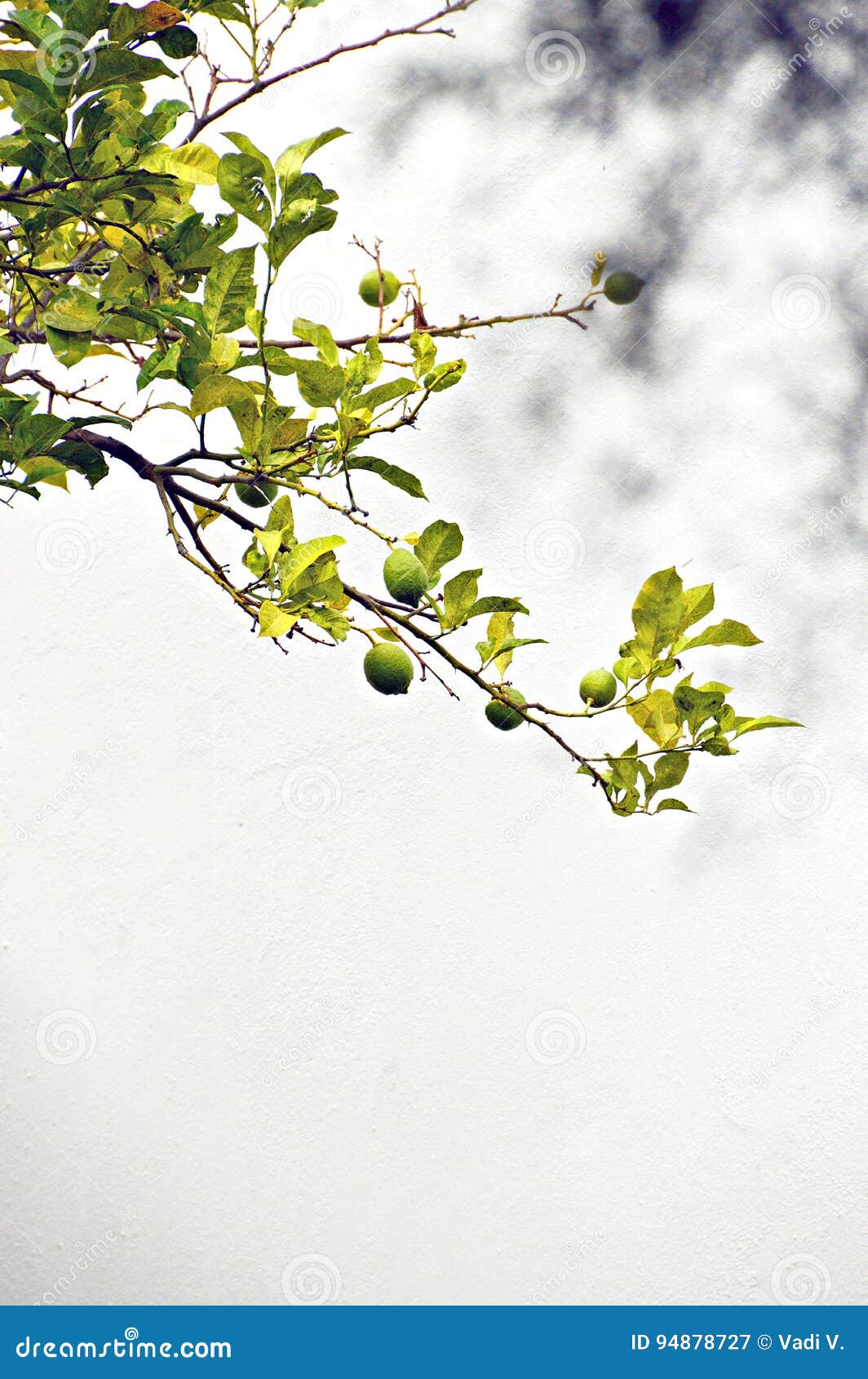 Lime tree stock image. Image of golden, tree, lime, shadows - 94878727