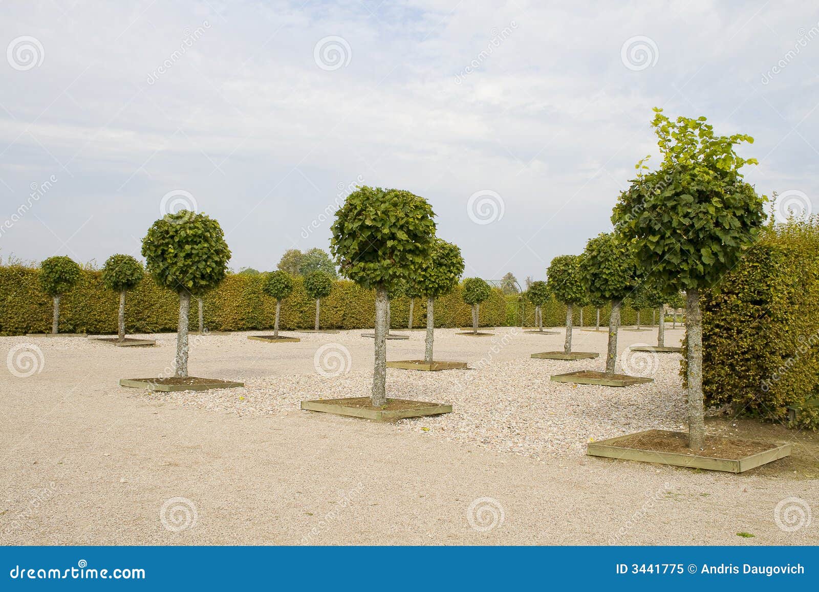 Lime trees stock image. Image of alley, nature, landscape - 3441775