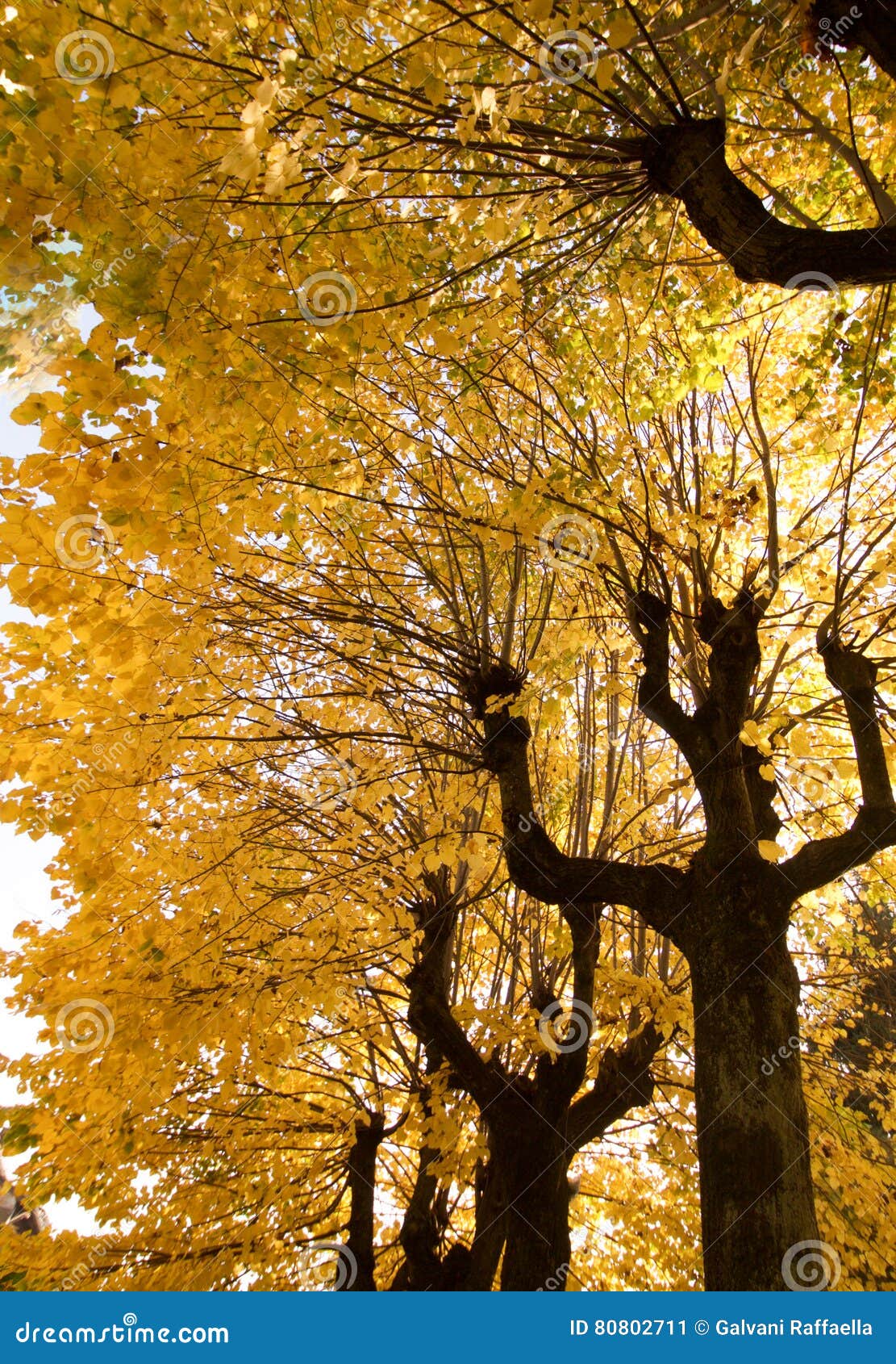 Lime Trees in Autumn with Yellow Foliage Stock Image - Image of trunk ...