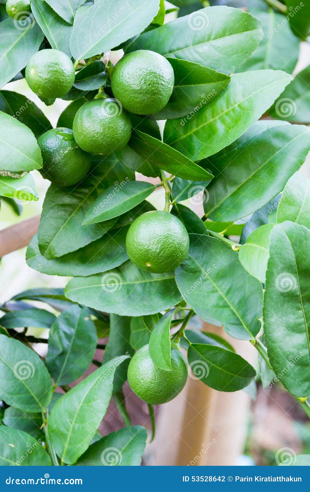 Lime trees. stock photo. Image of seed, cultivate, farm - 53528642
