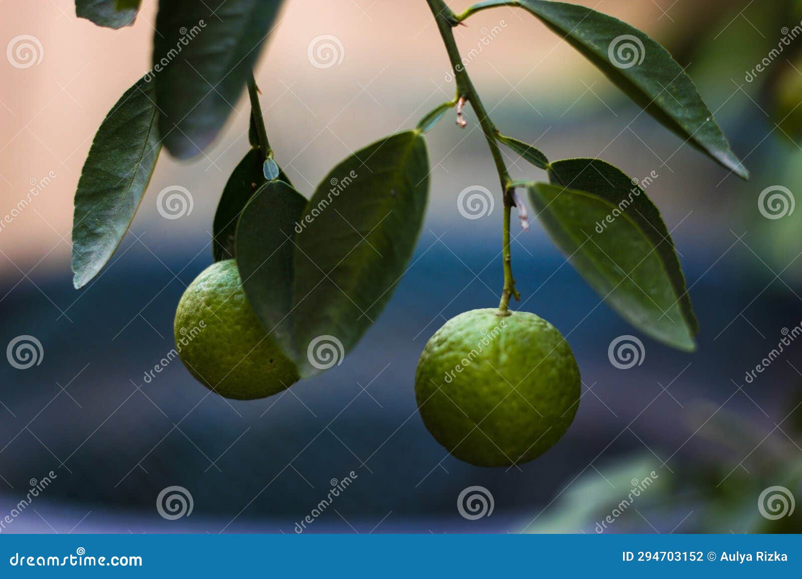Lime Is A Type Of Plant That Belongs To The Citrus Family, Spread ...