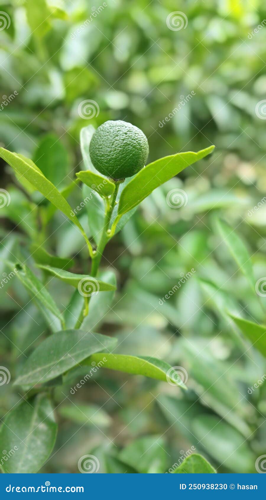 Lime is very beautiful stock photo. Image of vegetable - 250938230