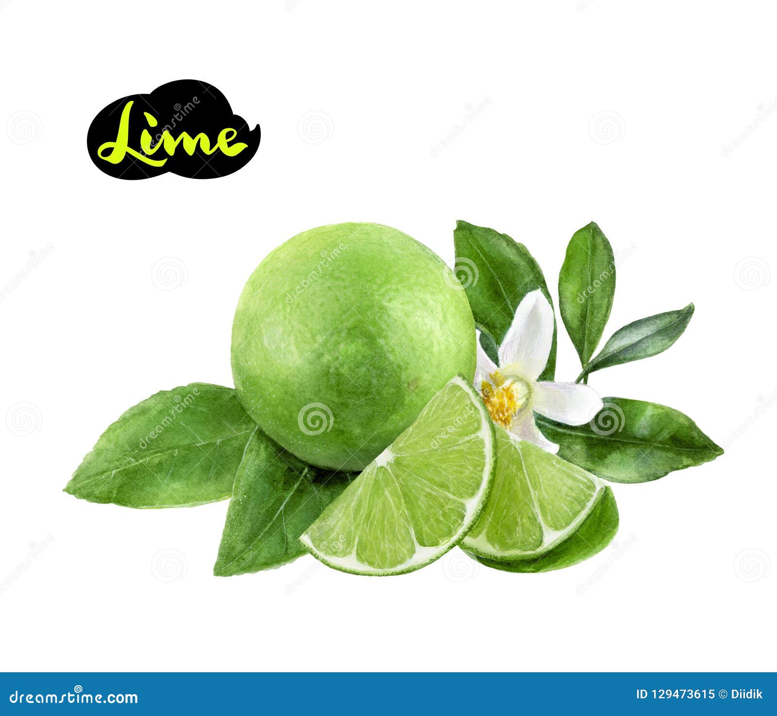Lime Watercolor Hand Draw Illustration Stock Illustration ...