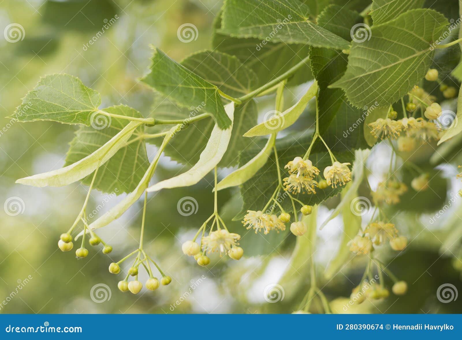 Lime Yellow Flower of Tilia Cordata Tree 2 Stock Photo - Image of ...