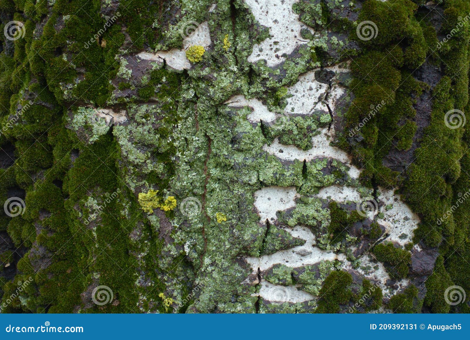 Lime Yellow and Mint Green Lichen and Moss on Bark of Populus Alba ...