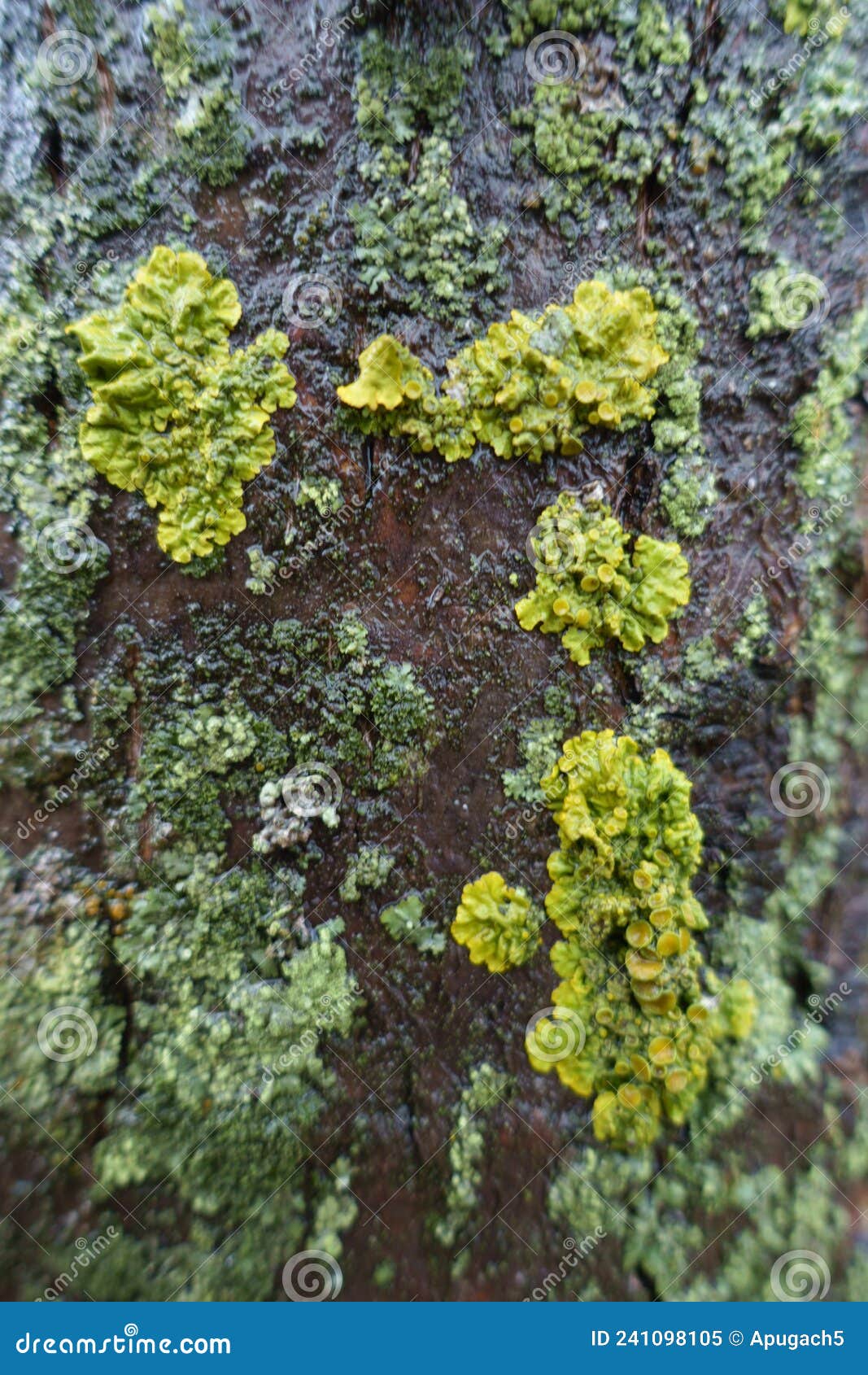 Lime Yellow and Mint Green Lichens on Wet Bark Stock Image - Image of ...