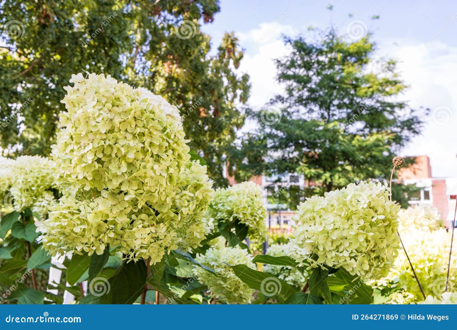 Limelight Hydrangea Paniculata Stock Image - Image of envirionment ...