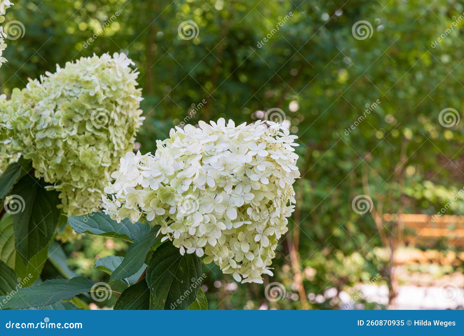 Limelight Hydrangea Paniculata Stock Image - Image of bloom, white ...