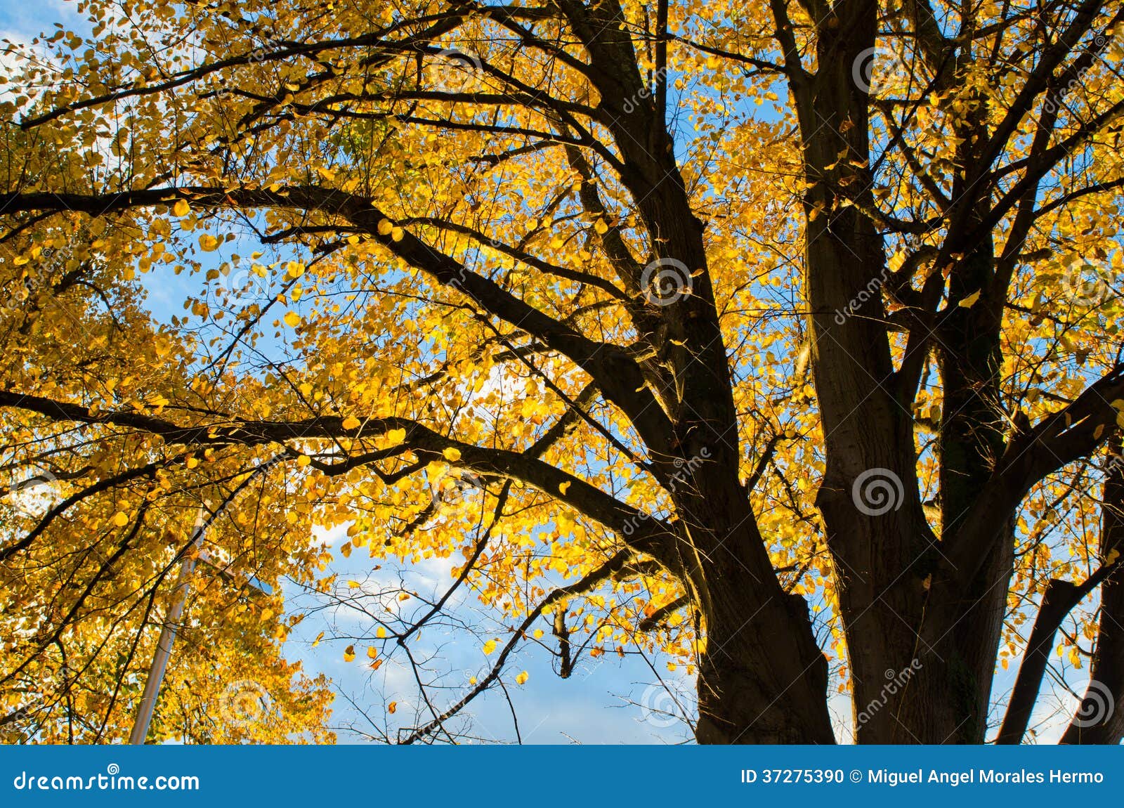 Limen tree stock photo. Image of flora, lime, golden - 37275390