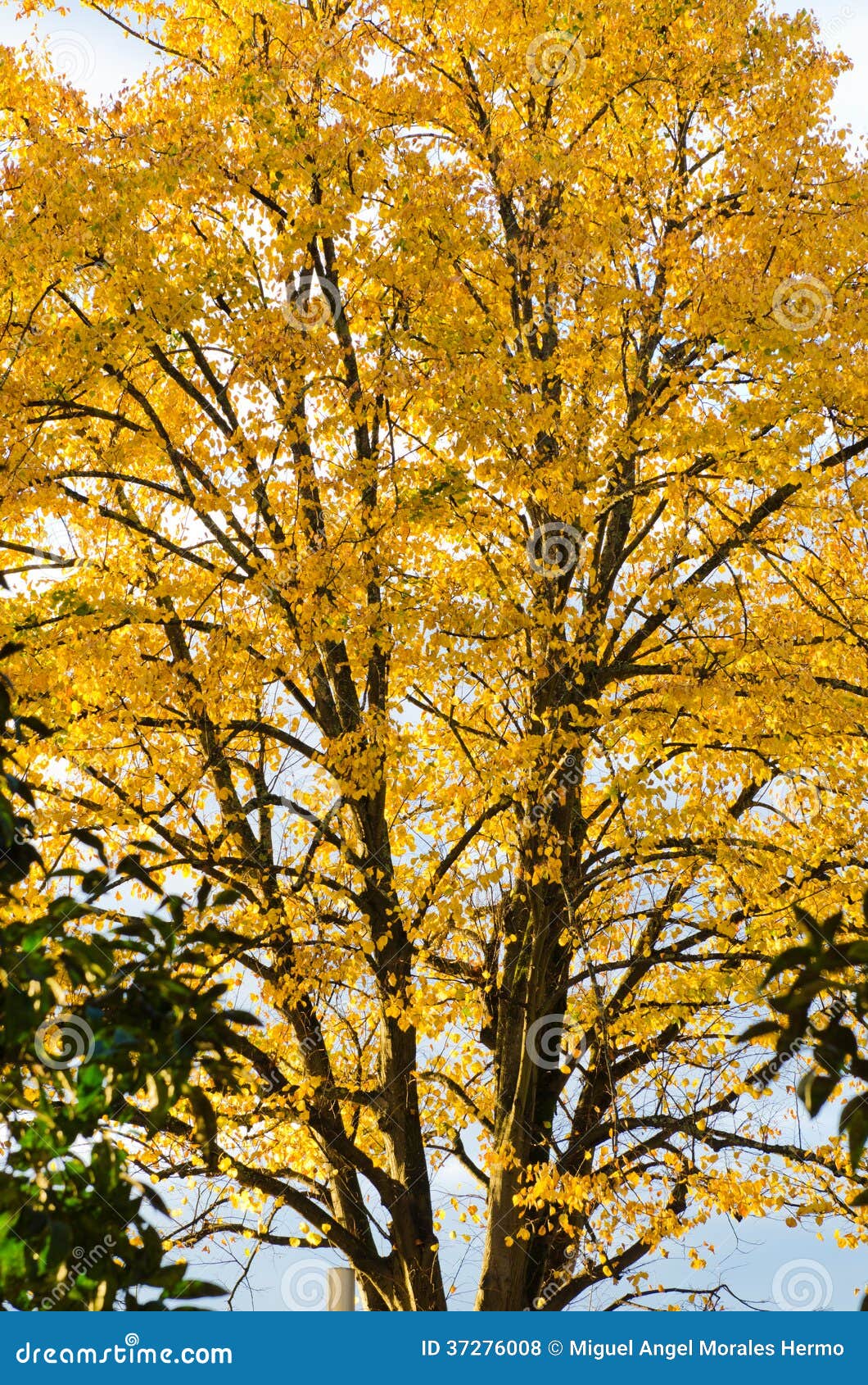 Limen tree stock photo. Image of tree, limetree, flora - 37276008