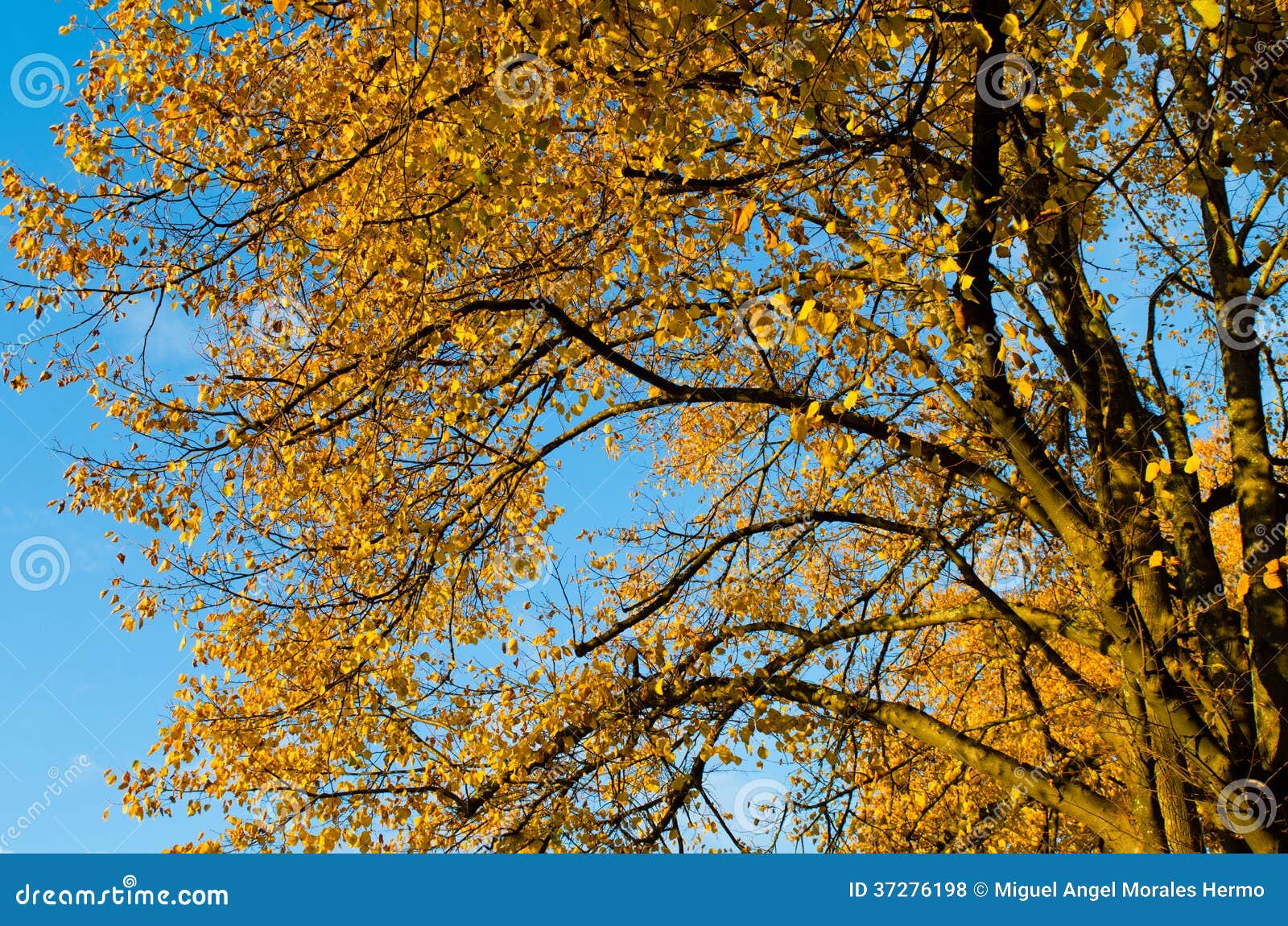 Limen tree stock photo. Image of foliage, environment - 37276198