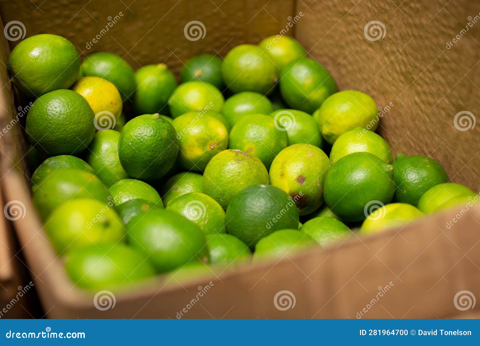 Limes in cardboard box stock photo. Image of grove, plant - 281964700